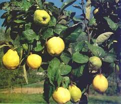 LE COING | Jean Pélissier